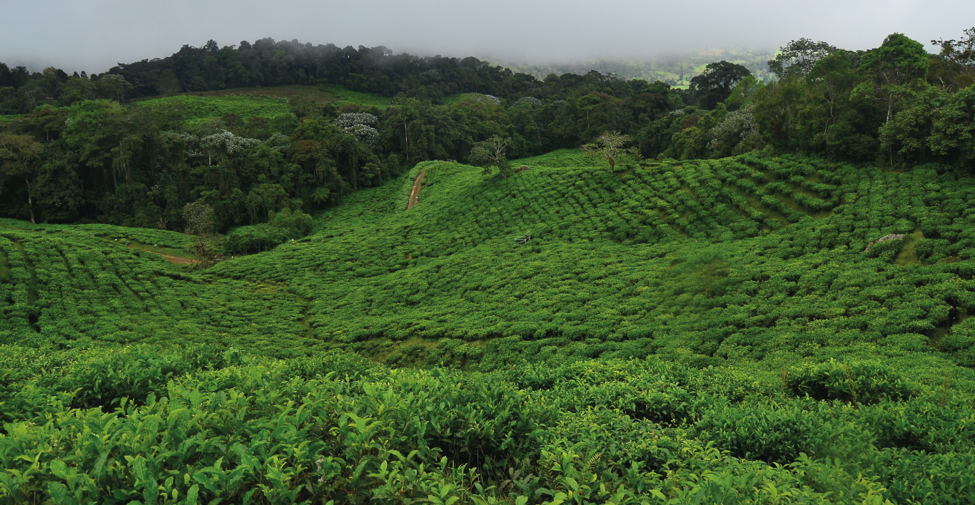 Bitaco – INSTANTE.SHOP