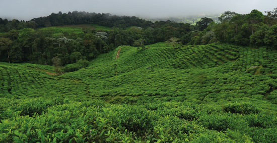 Bitaco – INSTANTE.SHOP