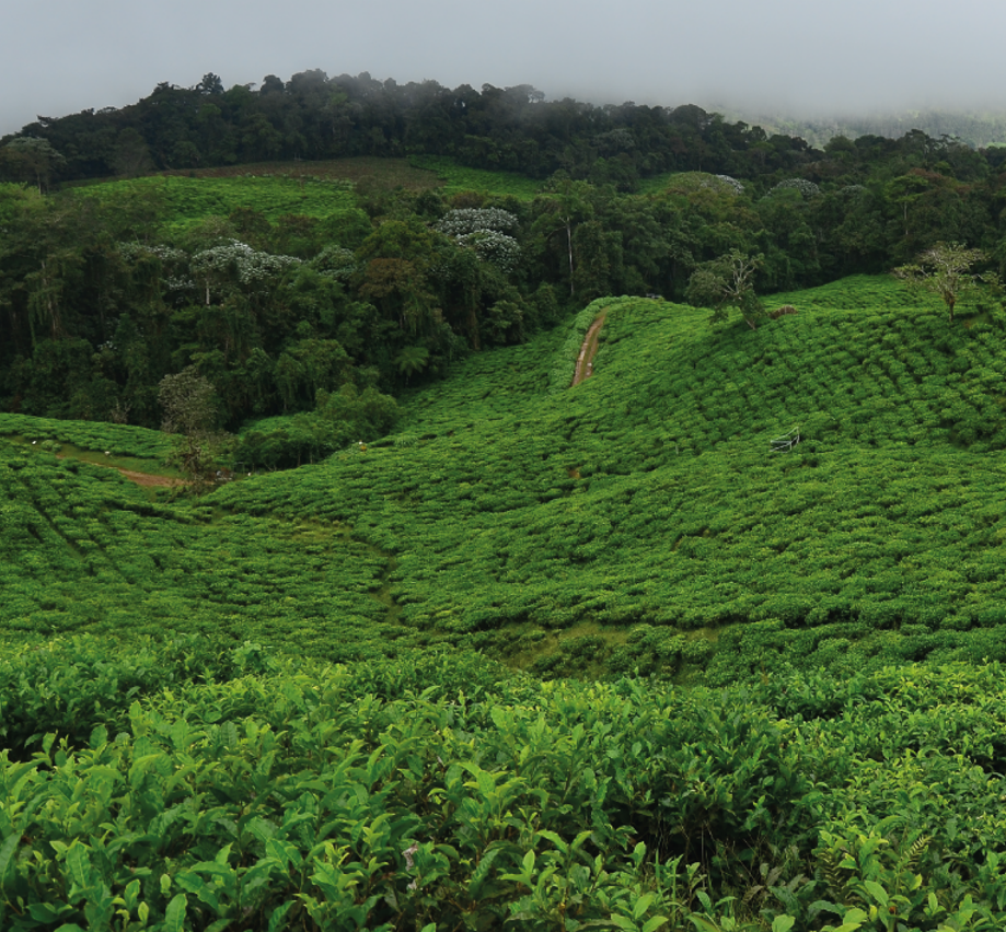 Bitaco – INSTANTE.SHOP